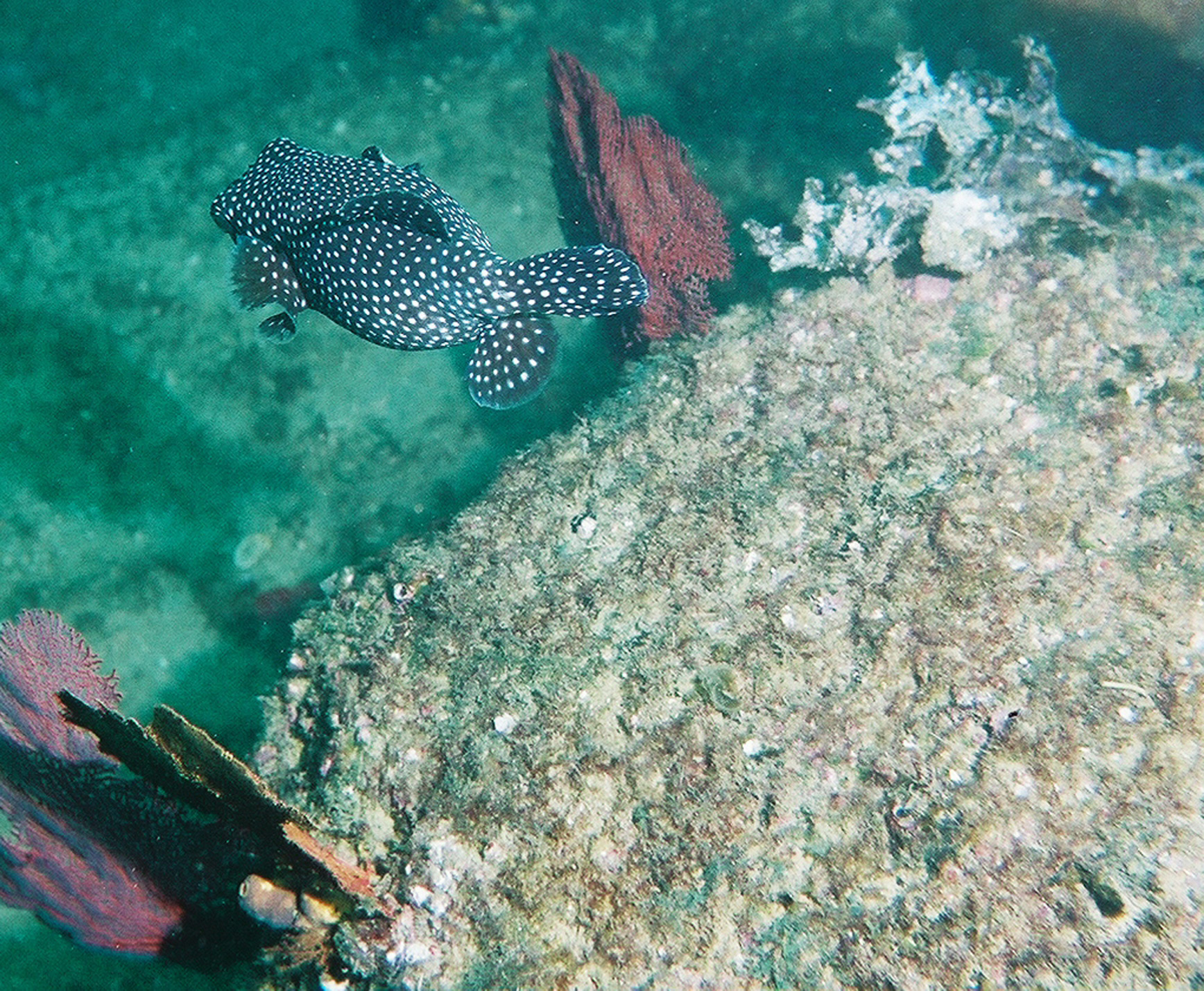 Index of /images/Scuba/