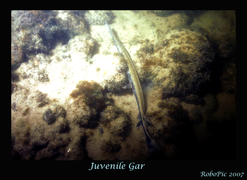 Index of /images/Scuba/